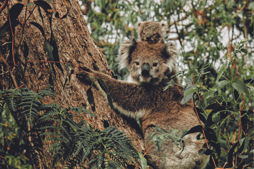 Undiscovered Victoria: wildflowers & mystical forests | Mindful Puzzles