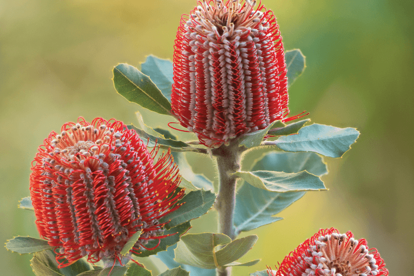 Undiscovered Victoria: wildflowers & mystical forests | Mindful Puzzles