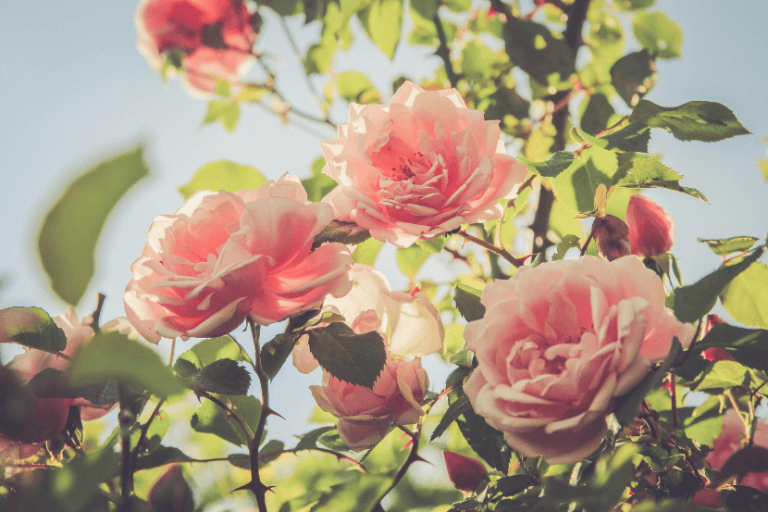 The language of roses in literature | Mindful Puzzles